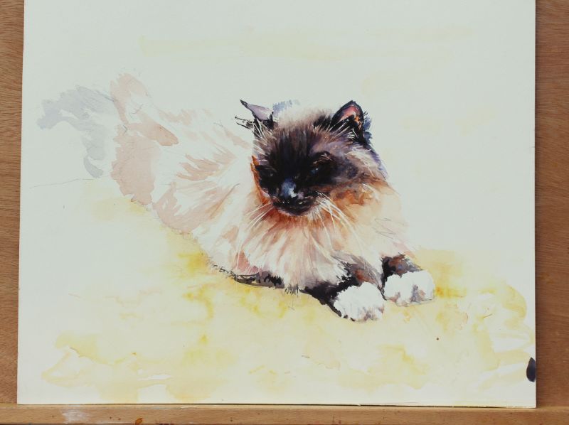 How draw and paint animals