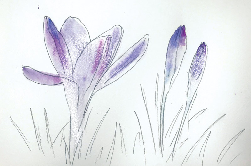 How to paint crocus in watercolour