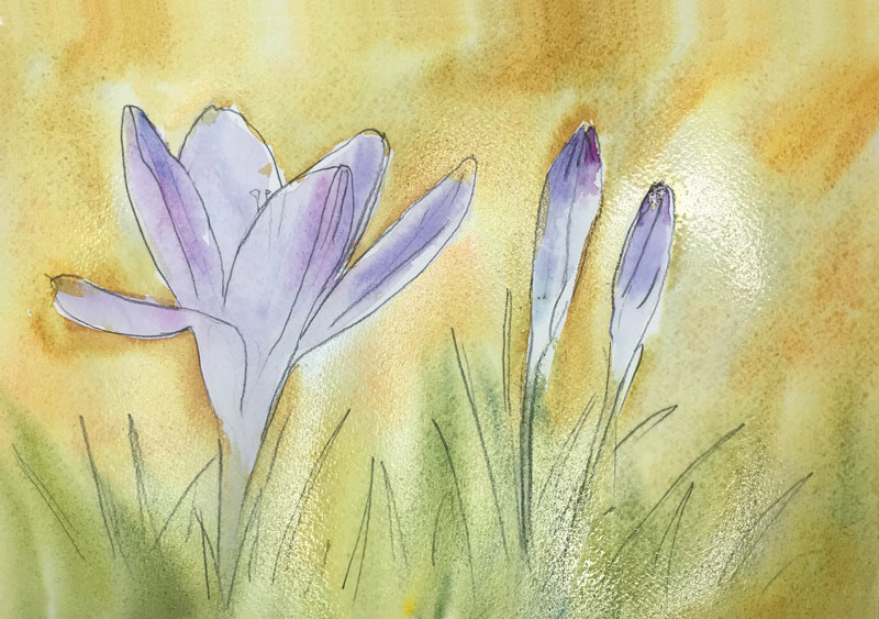 How to paint crocus in watercolour