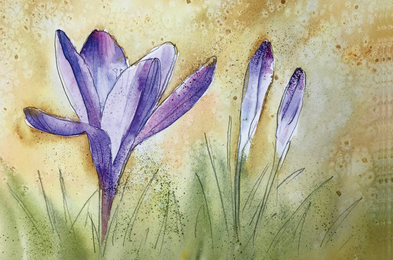 How to paint crocus in watercolour