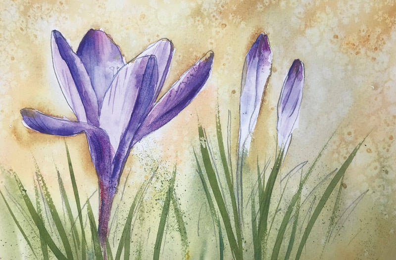 How to paint crocus in watercolour