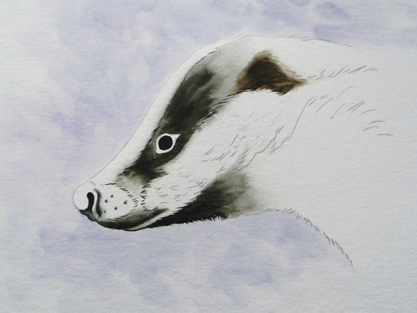 How to paint a badger using liquid acrylics