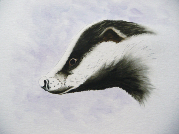 How to paint a badger using liquid acrylics