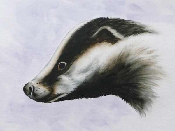 How to paint a badger using liquid acrylics
