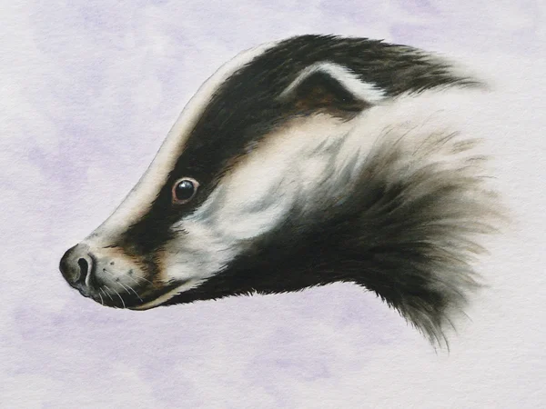 How to paint a badger using liquid acrylics