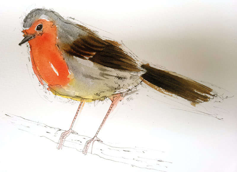 How to paint a robin in watercolour