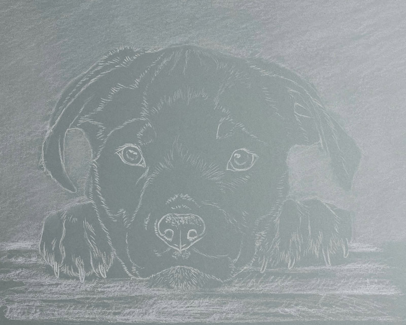 How to draw a rottweiler puppy