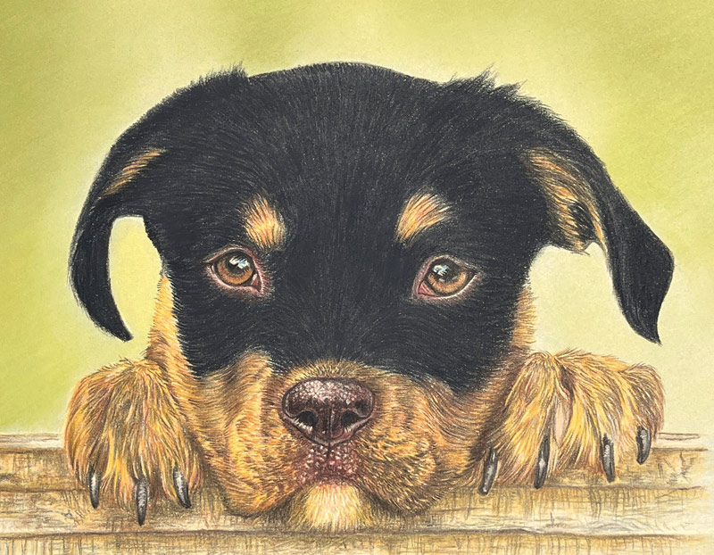 How to draw a rottweiler puppy