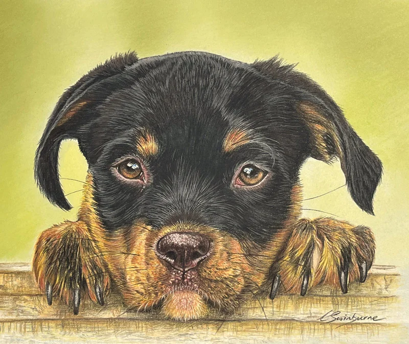 How to draw a rottweiler puppy