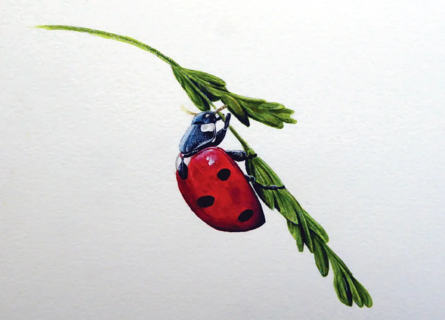 How to paint a ladybird