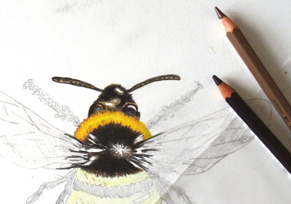 How to draw a bee in coloured pencil