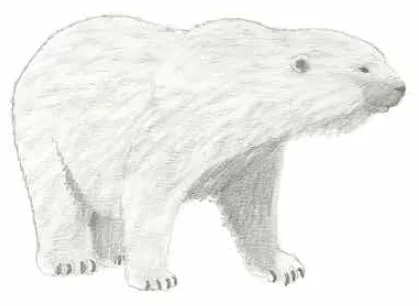 A simple guide to drawing a Polar Bear with Jonathan Newey