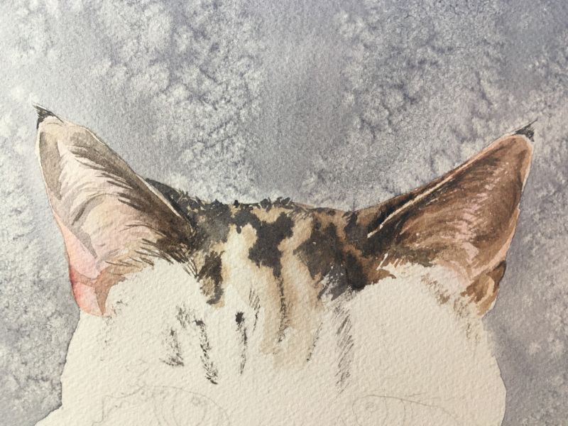 How to paint a watercolour pet portrait
