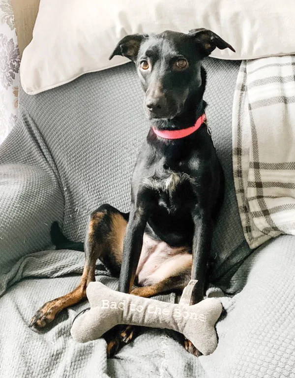 How to paint a dog in eight easy-to-follow steps