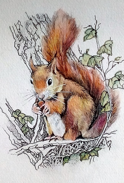 Red Squirrel demonstration by Linda Drury
