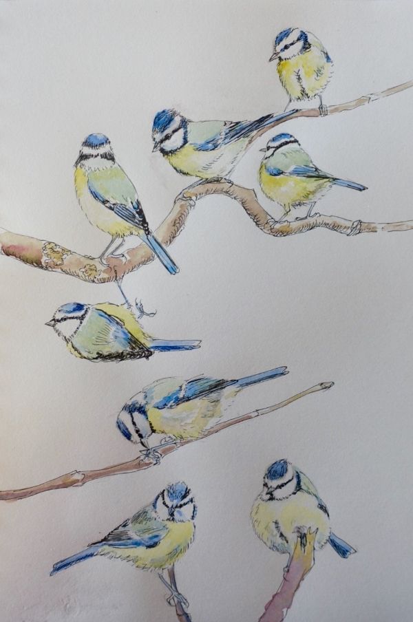 Twenty top tips for sketching birds