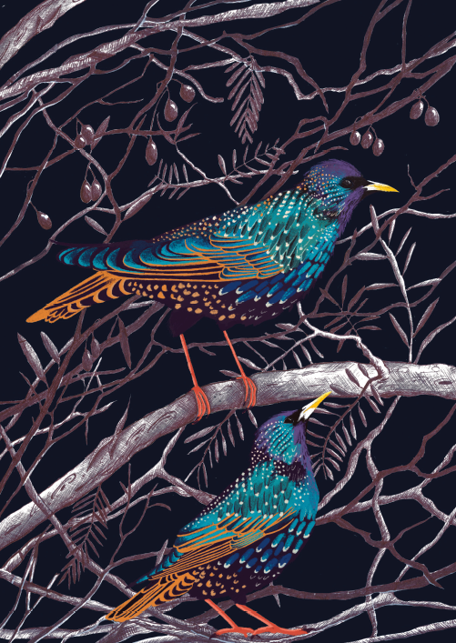 How to Draw a Starling with Michelle Campbell