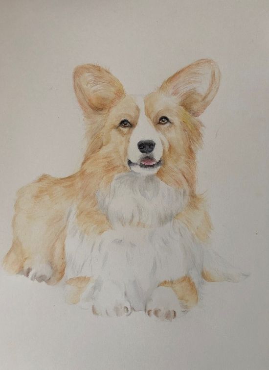 How to paint a Corgi in watercolour