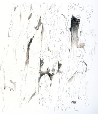 How to Draw a Tree Stump in Coloured Pencil