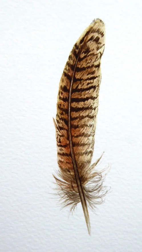 How to Paint a Feather in Watercolour with Paul Hopkinson