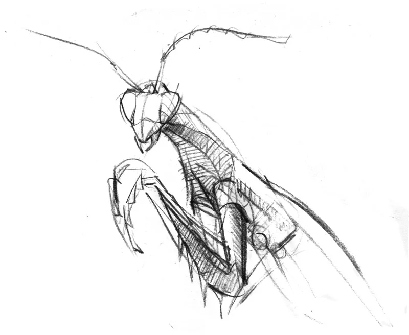 How to draw a praying mantis