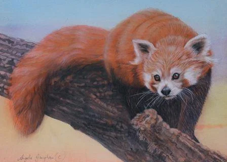 Reviews | Discover Derwent Inktense with Robert Dutton