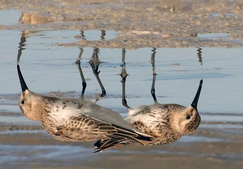 How to paint seabirds in acrylics