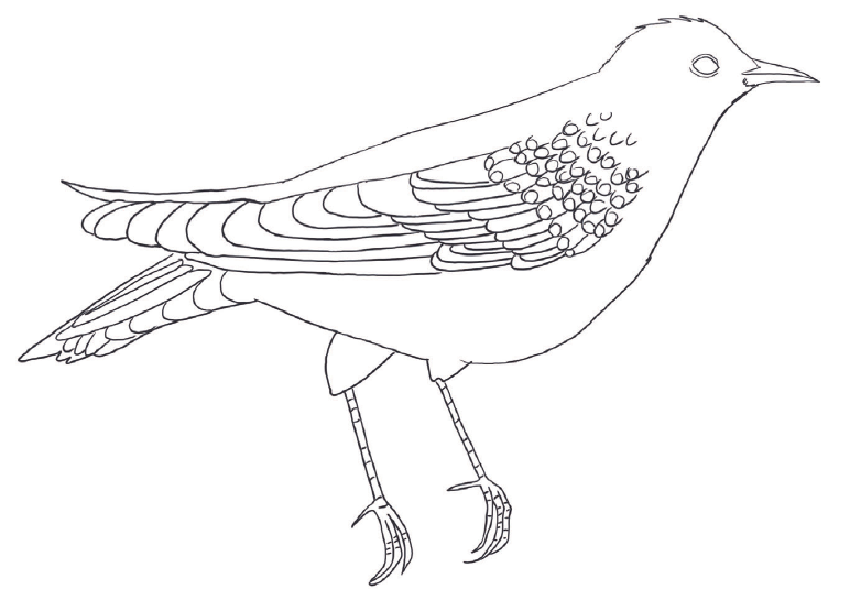 How to Draw a Starling with Michelle Campbell