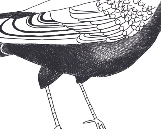 How to Draw a Starling with Michelle Campbell
