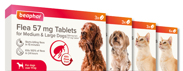 Beaphar launch new fast-acting flea tablets for dogs and cats - Pet ...