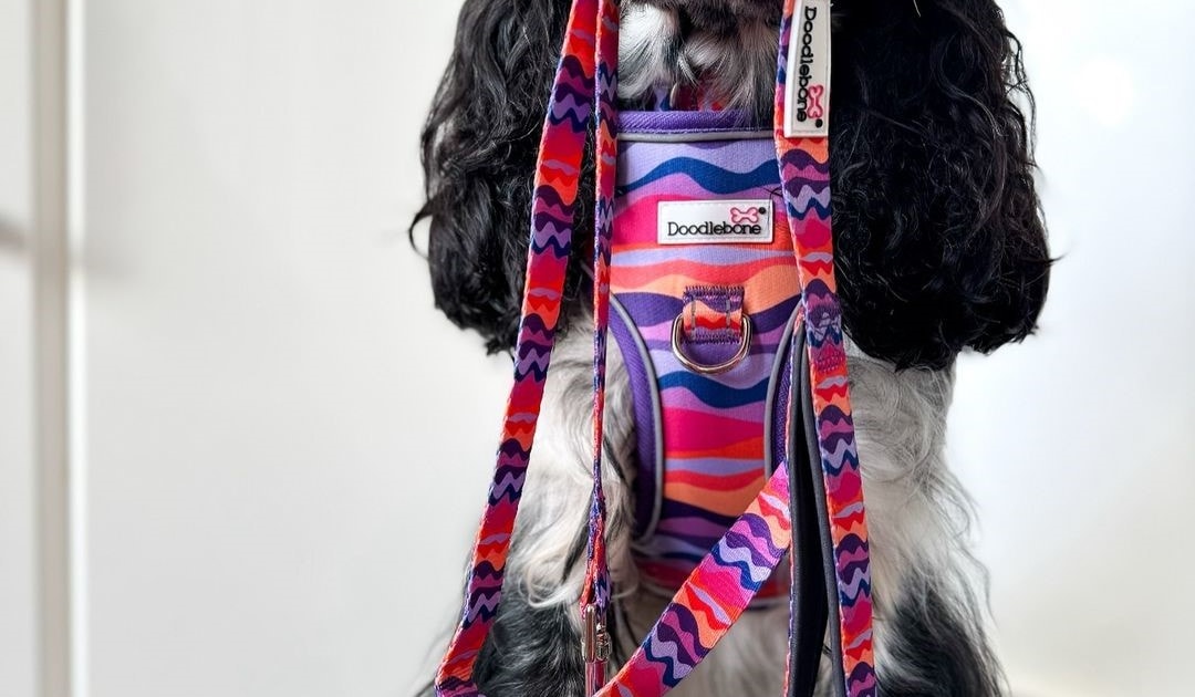 Doodlebone 'The Brights Collection' - Pet Product Marketing