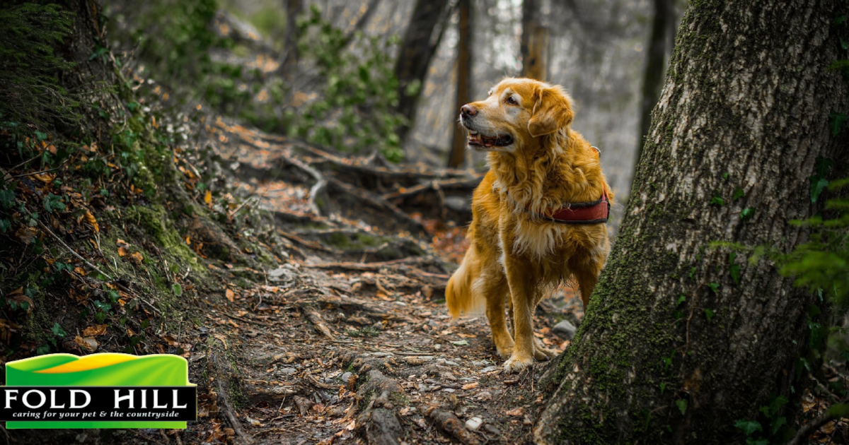 Fold Hill - Pet Product Marketing