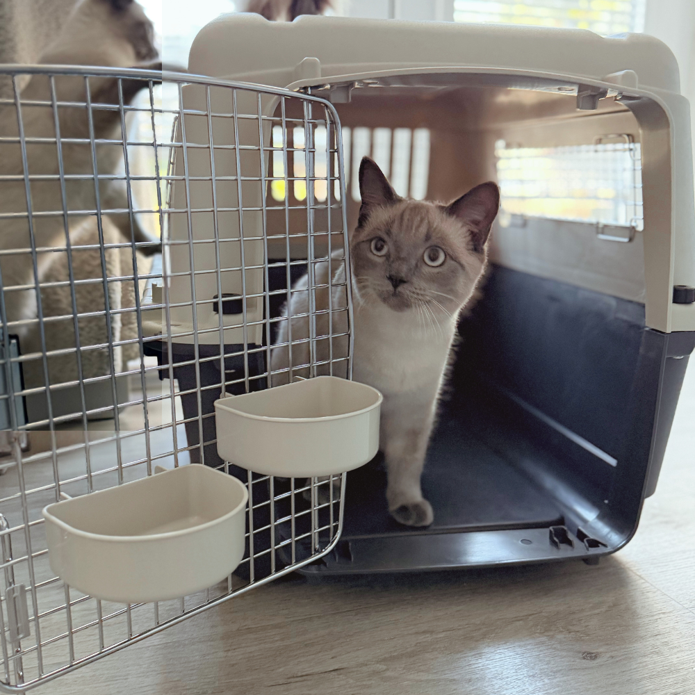 Henry Wag launches updated medium air kennel - Pet Product Marketing