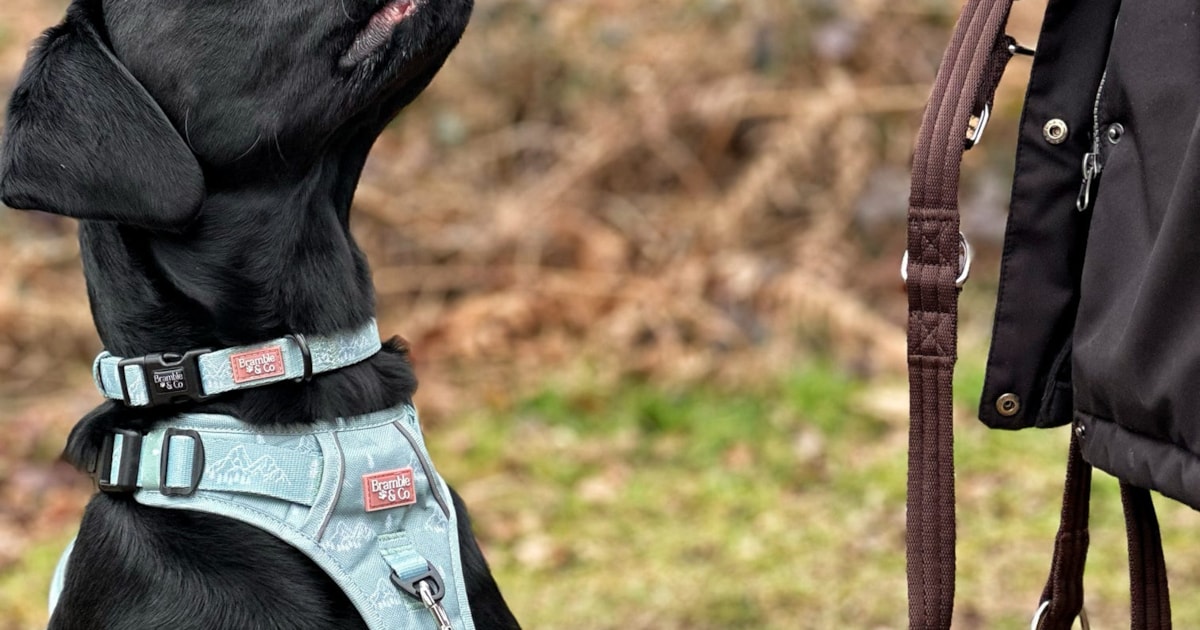 Bramble & Co Unveils New Dual Dog Training Leads - Pet Product Marketing