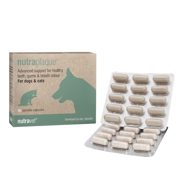 A breath of fresh air for pets’ oral health - Pet Product Marketing