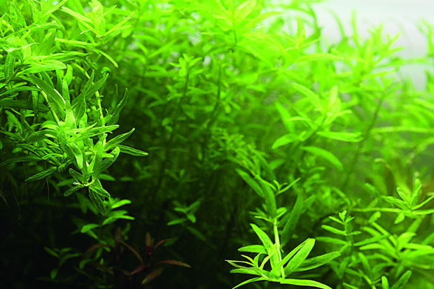How to grow: Green rotala - Practical Fishkeeping