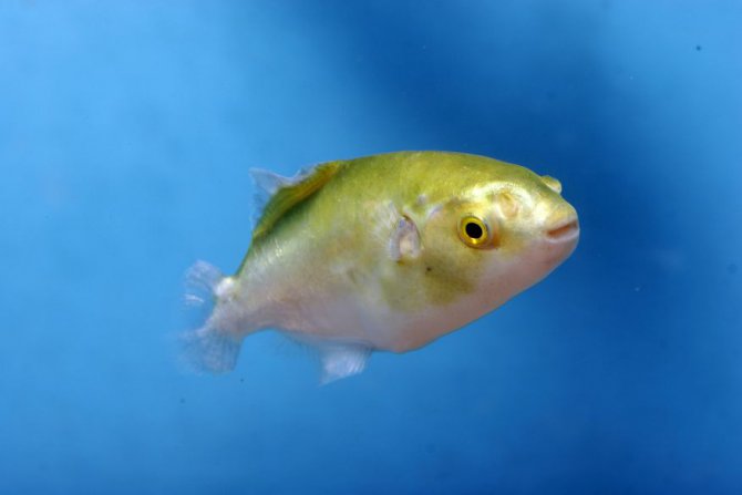 Golden puffer, Auriglobus silus - Practical Fishkeeping