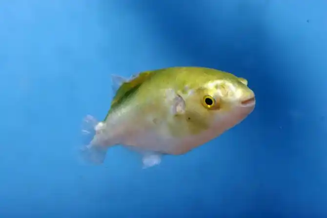 Golden puffer, Auriglobus silus - Practical Fishkeeping