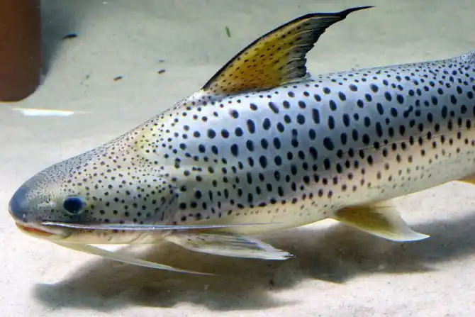 Platynematichthys notatus - Practical Fishkeeping