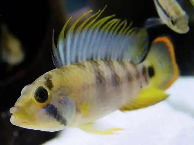 How to keep Apistogramma baenschi - Practical Fishkeeping