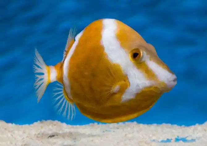 Anoplocapros lenticularis, White-barred boxfish - Practical Fishkeeping