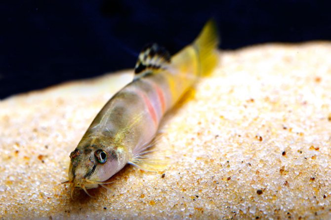 Why do some scientific names have cf. in them? - Practical Fishkeeping