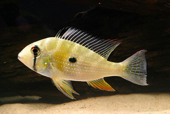 Habitat Expert: Acarichthys heckeli - Practical Fishkeeping