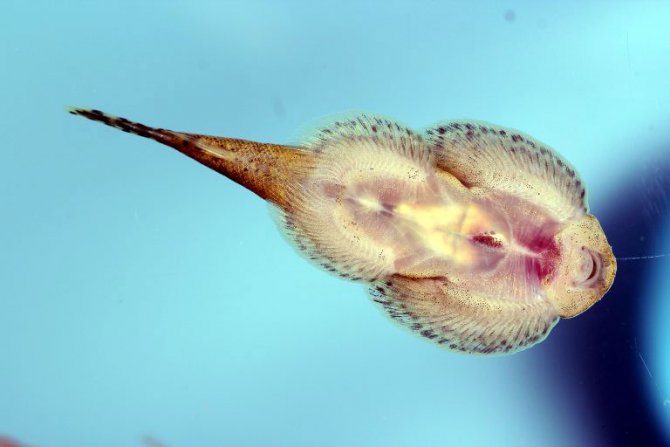 Frequently asked questions on balitorids - Practical Fishkeeping