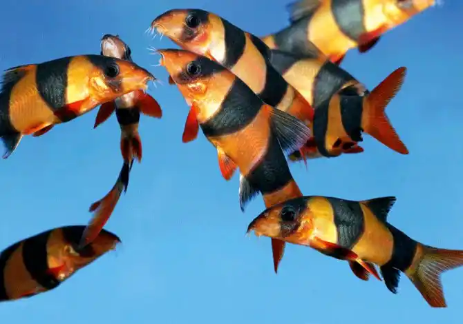 Quick guide to loaches - Practical Fishkeeping