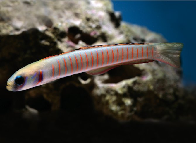 Shotsilk goby, Ptereleotris zebra - Practical Fishkeeping