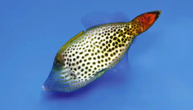 The Hawaiian filefish - Practical Fishkeeping