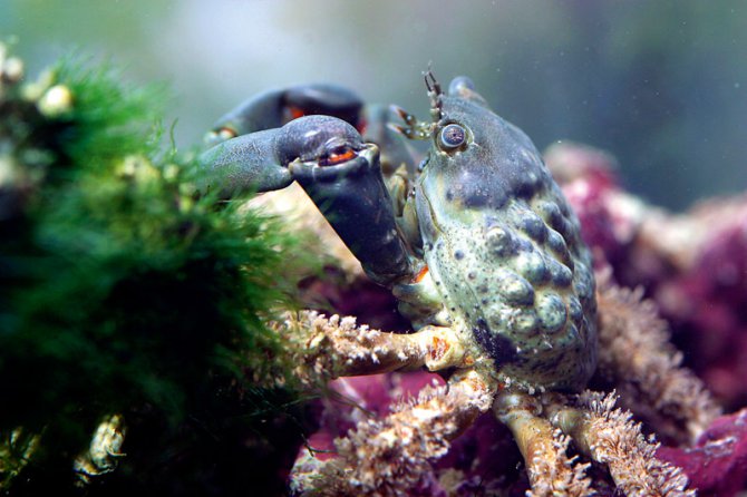 How to keep Emerald crabs - Practical Fishkeeping