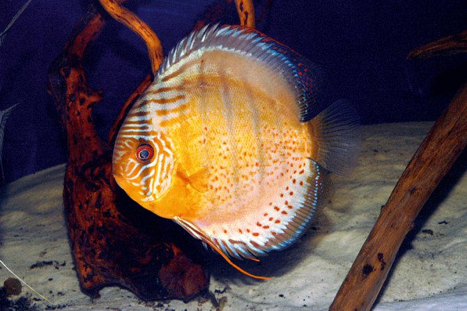 Definitive guide to Discus: part one - Practical Fishkeeping