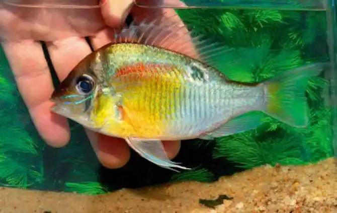 Biotodoma cf. cupido - Practical Fishkeeping